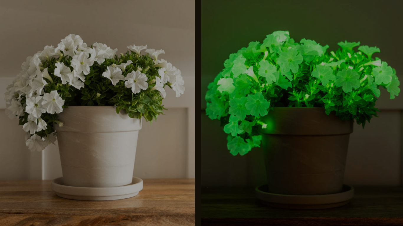 Firefly Petunias Online Exclusive – Down to Earth LLC